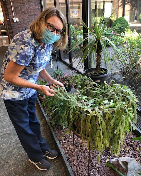 100-Year-Old Cactus Donated to Waveny - Waveny